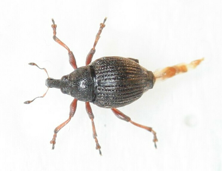 Rhinoncus leucostigma from Серебряно-Прудский р-н, Московская обл ...