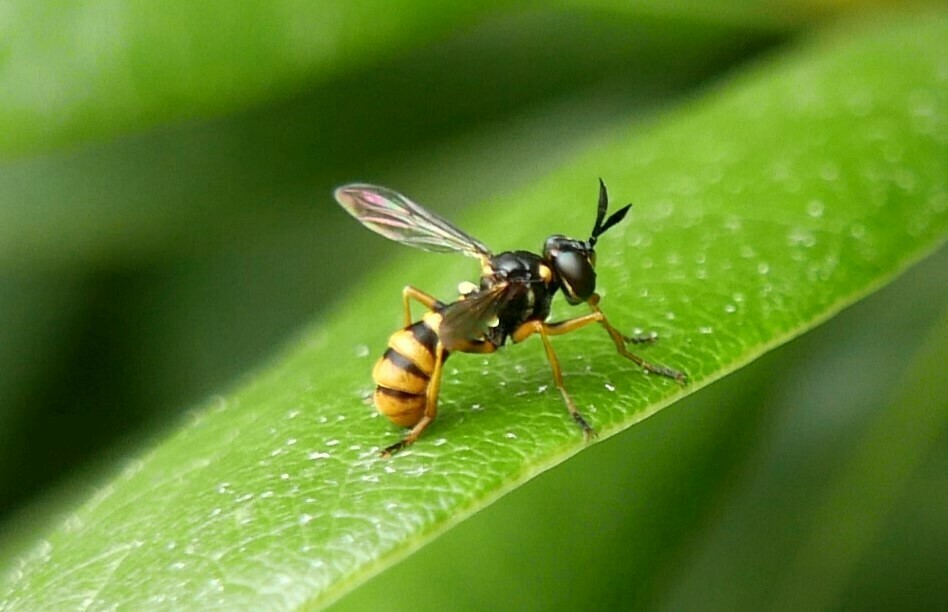 Leopoldius signatus from 27 Bremerhaven-Lehe, Deutschland on August 9 ...