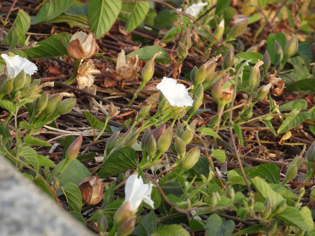 Turpeth from 721台灣台南市麻豆區 on December 18, 2024 at 04:38 PM by garlice99 ...