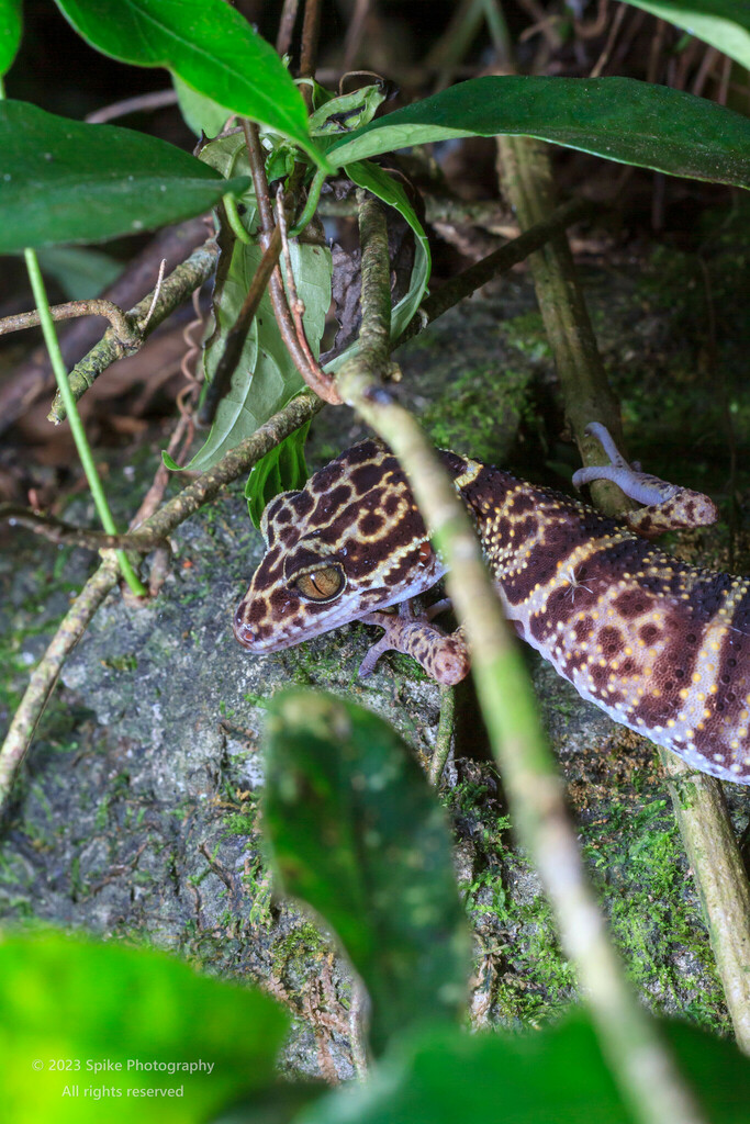 Maolan Leopard Gecko in July 2023 by Spike · iNaturalist