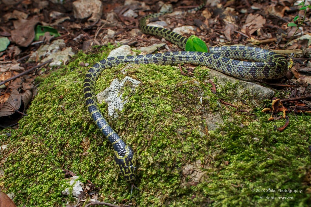 Vietnamese Big-toothed Wolf Snake from 中国贵州省黔南布依族苗族自治州荔波县 on July 17 ...
