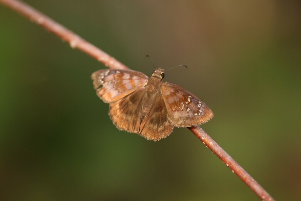 Florida Duskywing from Miami-Dade County, FL, USA on November 1, 2024 ...