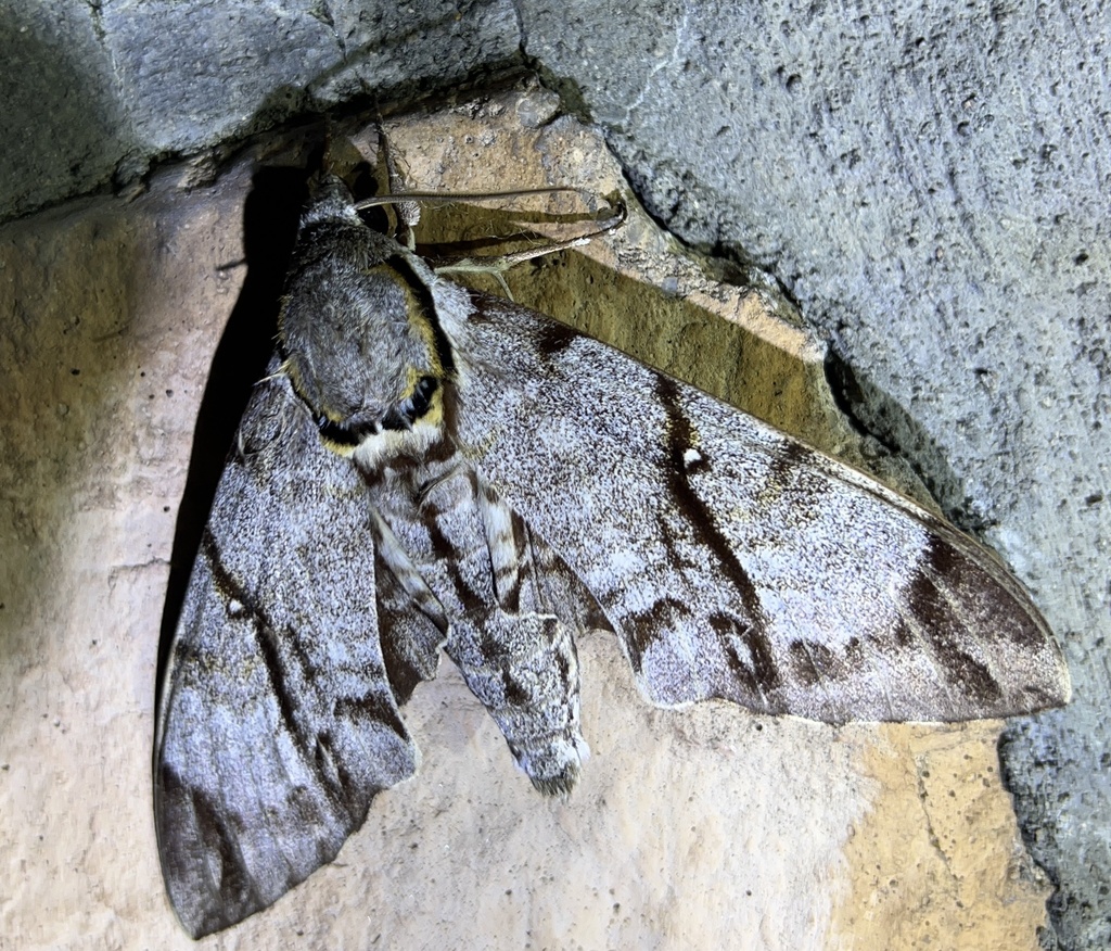 Notonagemia analis from Bentong, Pahang, MY on December 19, 2024 at 09: ...