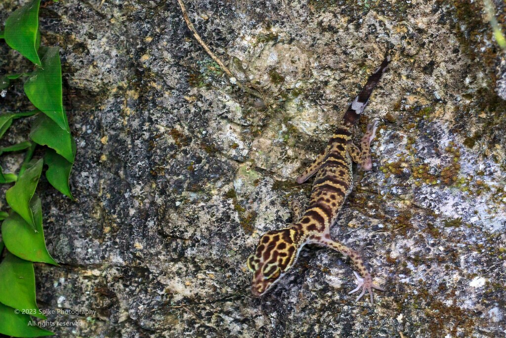 Maolan Leopard Gecko in July 2023 by Spike · iNaturalist