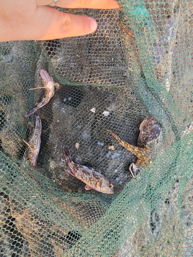 False Kelpfish from Qinzhou, CN-GX, CN on December 18, 2024 at 05:49 PM ...