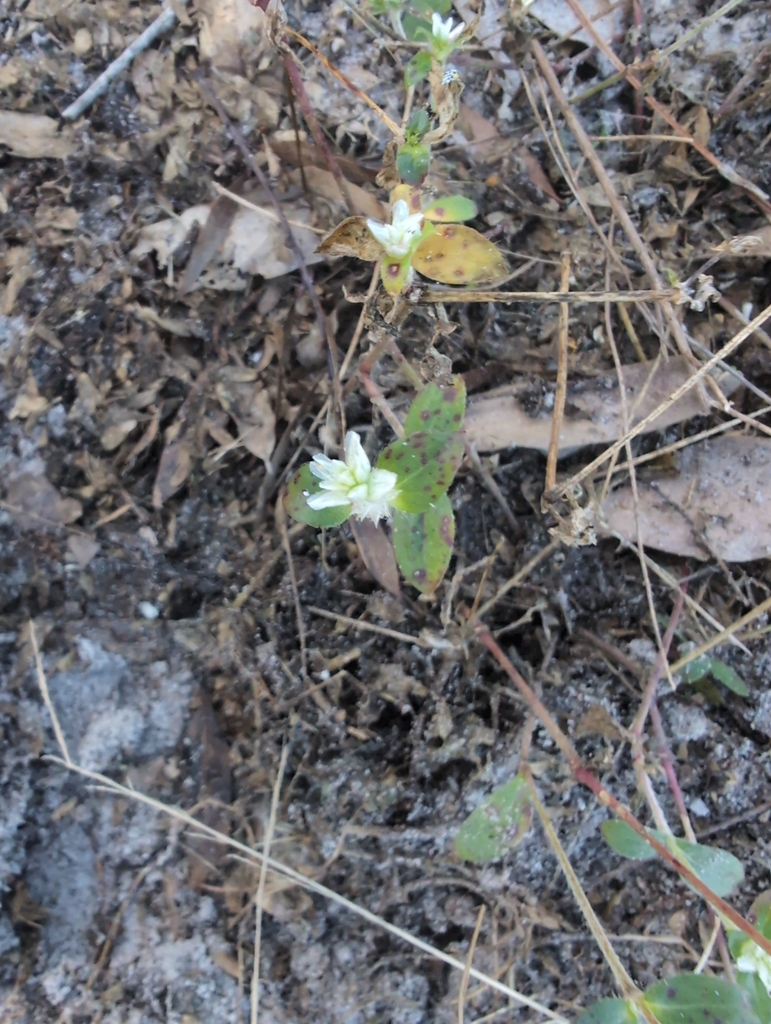 Gomphrena Weed from Riviera Beach, FL 33407, USA on December 19, 2024 ...