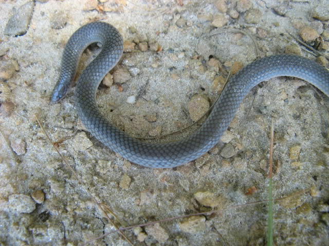 Eastern Worm Snake from Surry County, NC, USA on March 11, 2009 at 12: ...