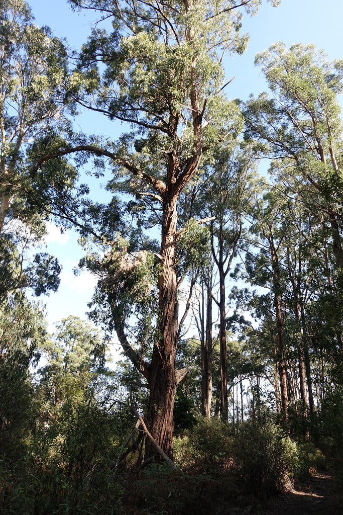 Brown-top Stringybark from Hallston VIC 3953, Australia on May 14, 2019 ...