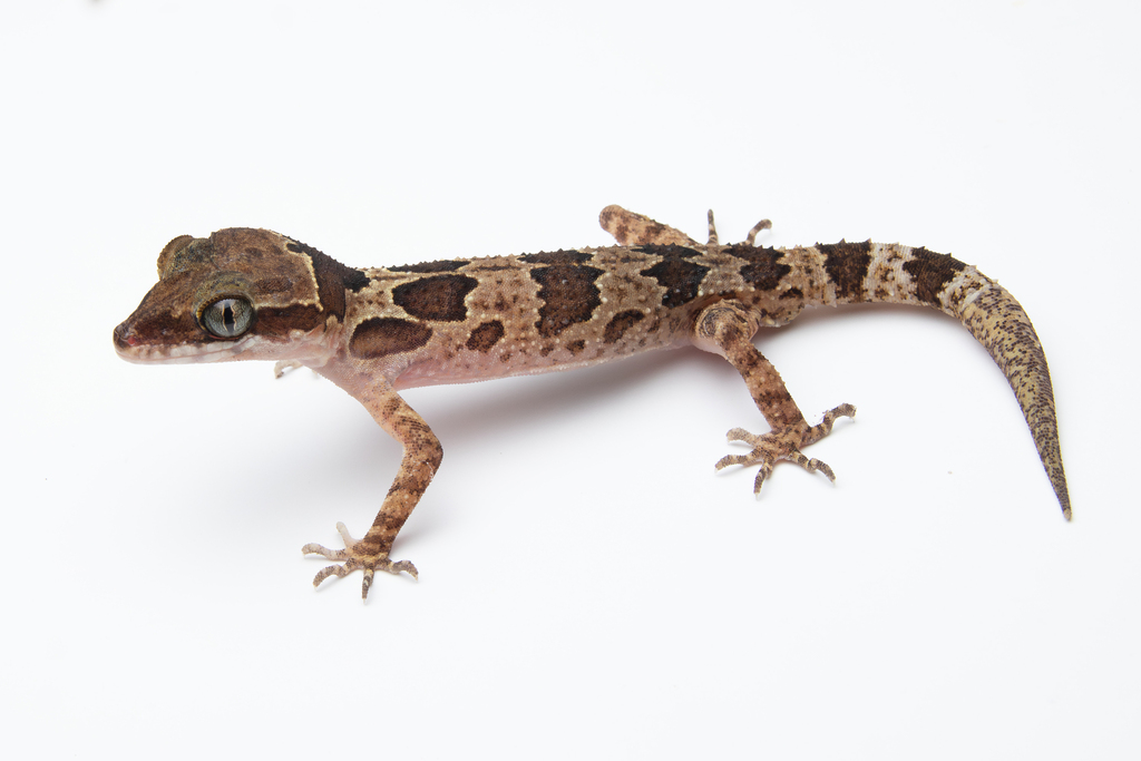Butterfly Forest Gecko from ชุมชน บ้าน น้ำพุ หมู่ 10 ตำบล ทับกวาง อำเภอ ...