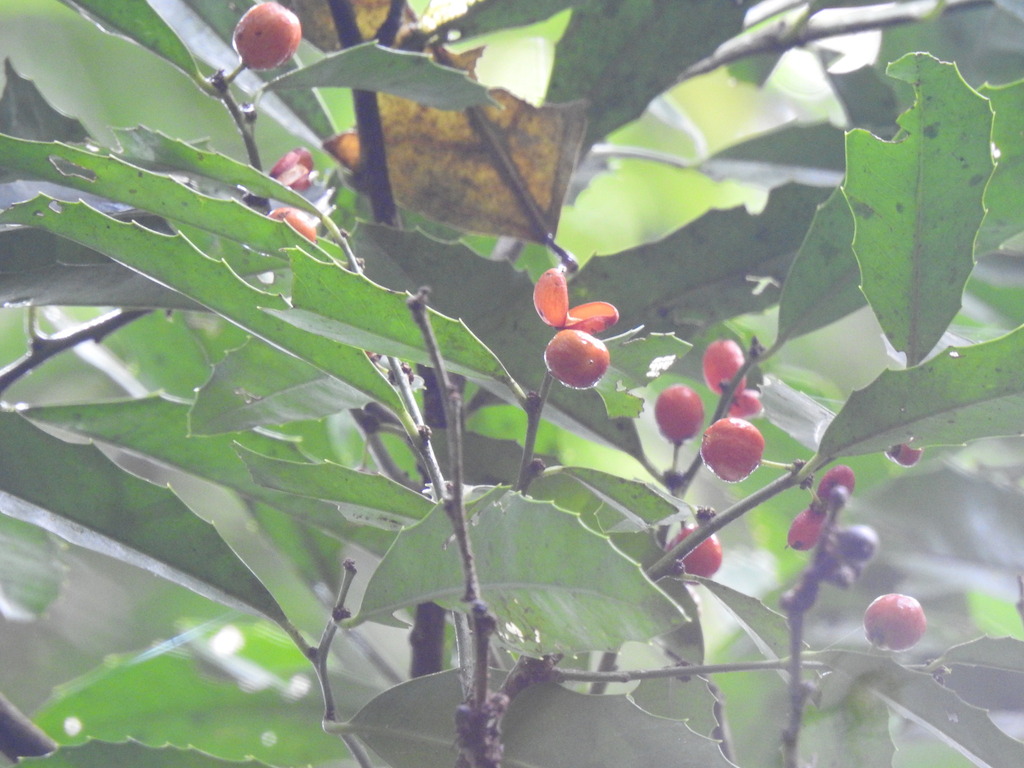 Koko Trees from Agudo - RS, Brasil on December 16, 2024 at 03:04 PM by ...