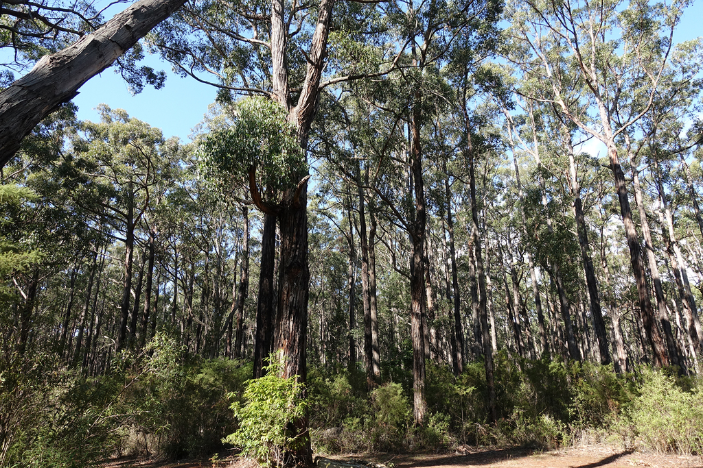 Brown-top Stringybark from Hallston VIC 3953, Australia on May 14, 2019 ...