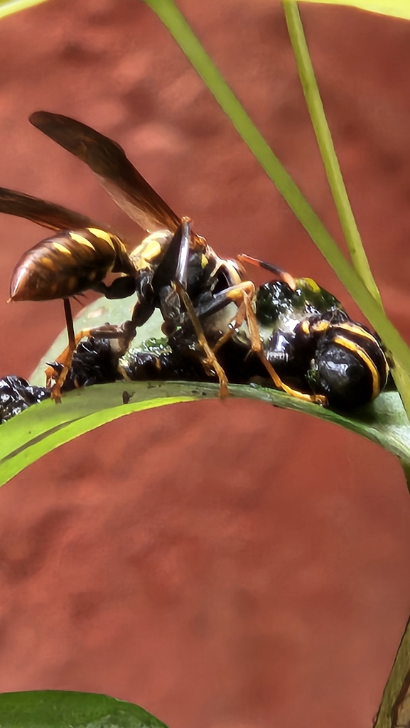 Variegated Paper Wasp from Santo Amaro, São Paulo - SP, 04710, Brasil ...