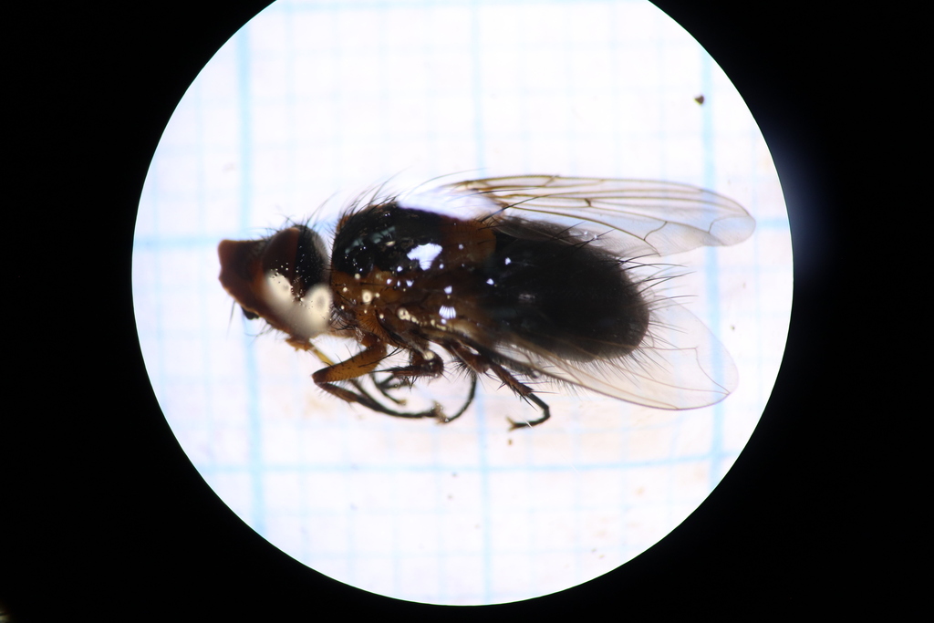 Bot Flies, Blow Flies, and Allies from Coteaux on September 4, 2024 at ...