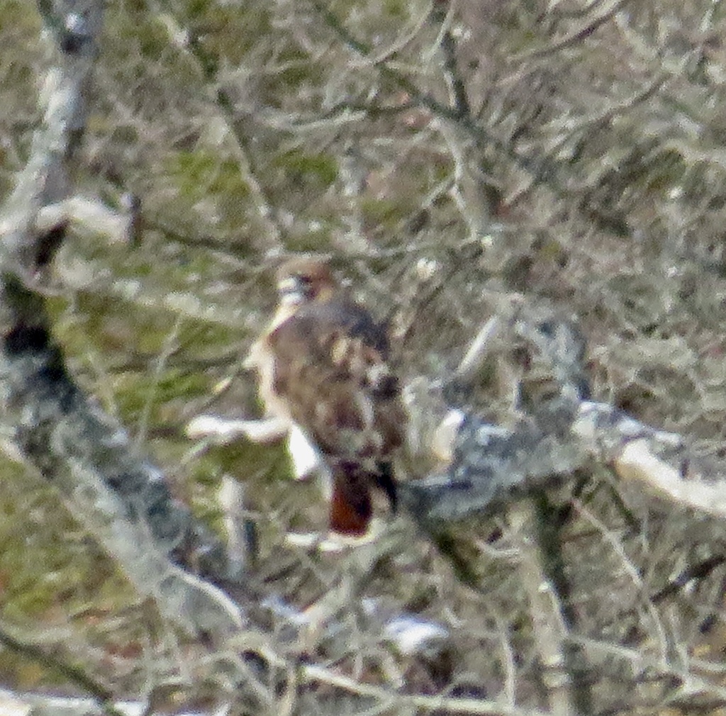Red-tailed Hawk from River Rd, Huron Shores, ON, CA on December 19 ...