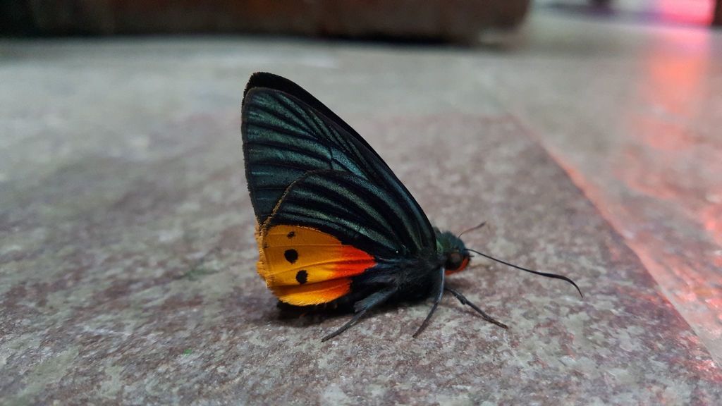 Choaspes illuensis from Mimika Baru on July 03, 2019 by arwisir ...