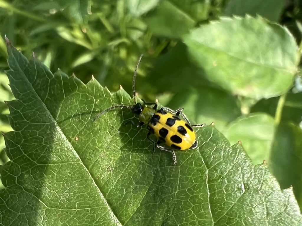 Spotted Cucumber Beetle from SW Seymour St, Portland, OR, US on July 21 ...