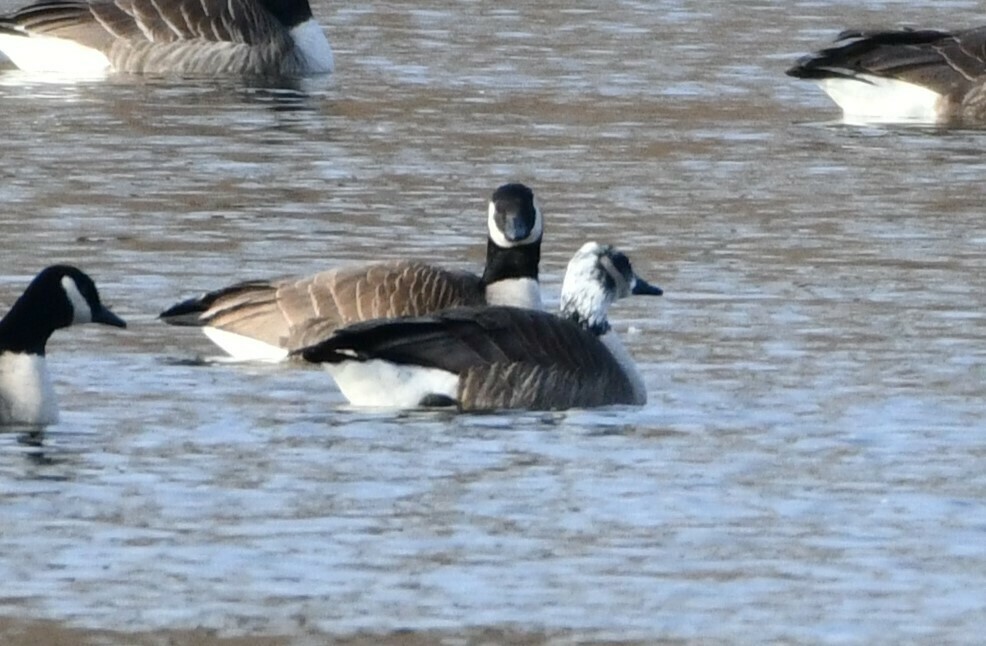 Snow × Canada Goose from Wissahickon Waterfowl Preserve, Montgomery ...