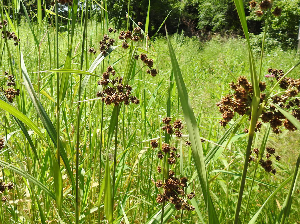 dark green bulrush from Fletcher Wildlife Garden on July 17, 2019 at 11 ...