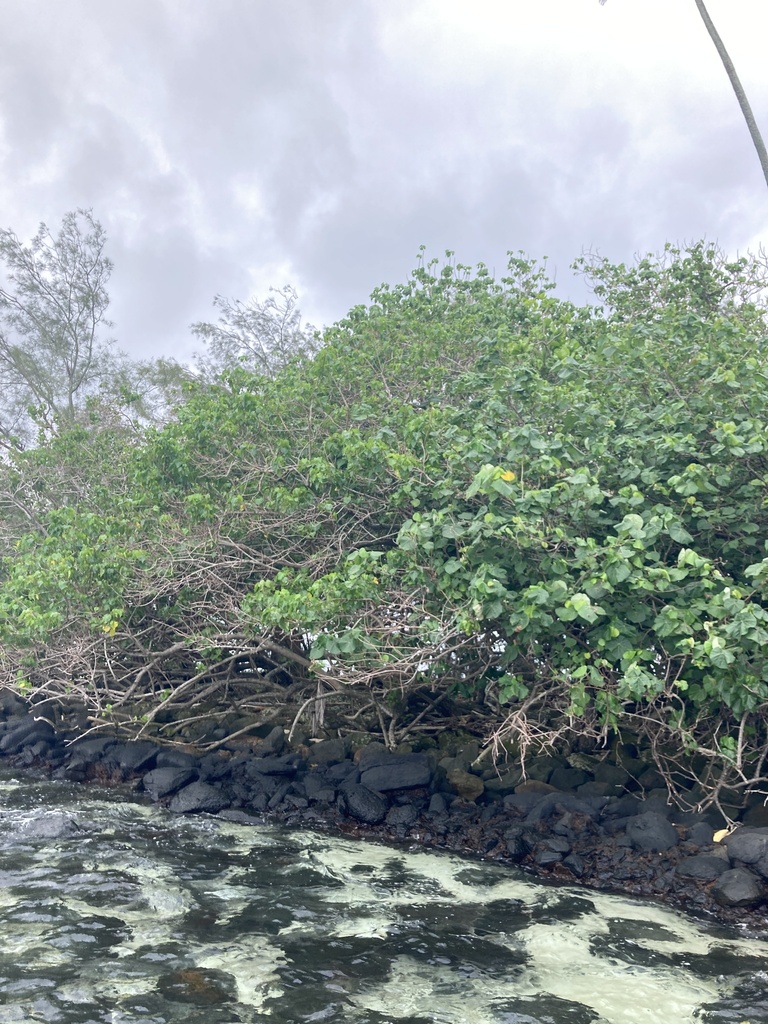 sea hibiscus from Cook Islands on October 23, 2024 at 03:15 PM by ...