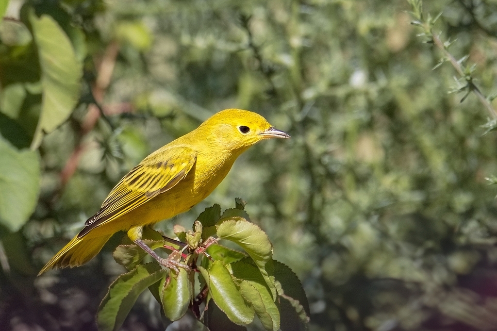 Yellow Warbler from Kayenta, Arizona 86033, Stany Zjednoczone on August ...