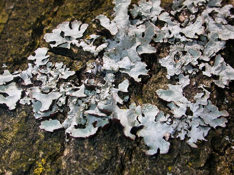 Shield Lichen (NPS Prince William Forest Park Fungi) · iNaturalist