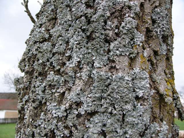 Shield Lichen (NPS Prince William Forest Park Fungi) · iNaturalist