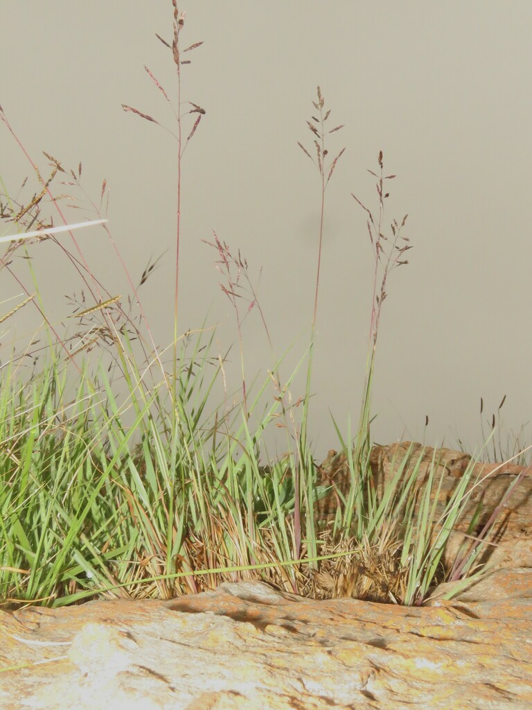 Flaccid Finger Grass from Nkangala District Municipality, South Africa ...