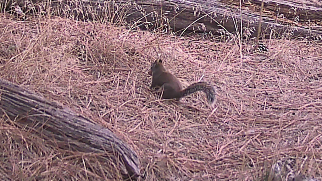 Douglas' Squirrel from North Slough, Deschutes County, OR, USA on ...
