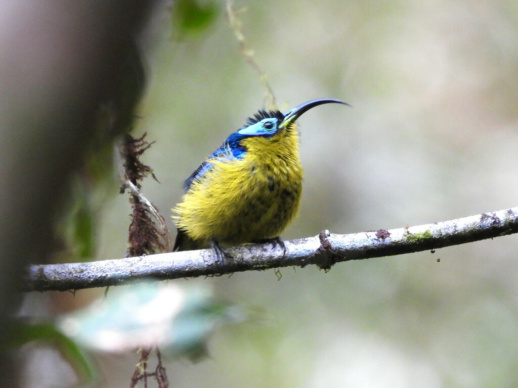 Common Sunbird-Asity from Дистрих д'Ифанадьяна, Мадагаскар on November ...