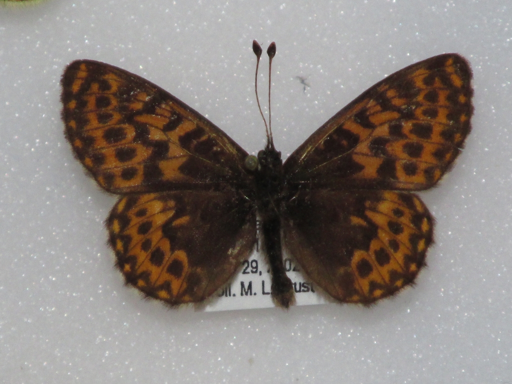 Frigga Fritillary from Price County, WI, USA on May 29, 2002 by Mathew ...