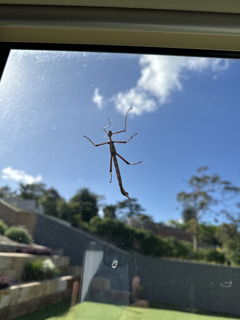Podacanthus from Poinciana Cl, Mount Colah, NSW, AU on December 20 ...