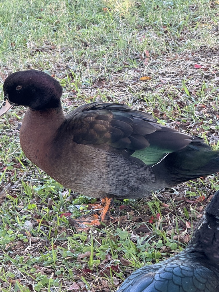 Mallard × Muscovy Duck from Capitol Lake Rd, Baton Rouge, LA, US on ...