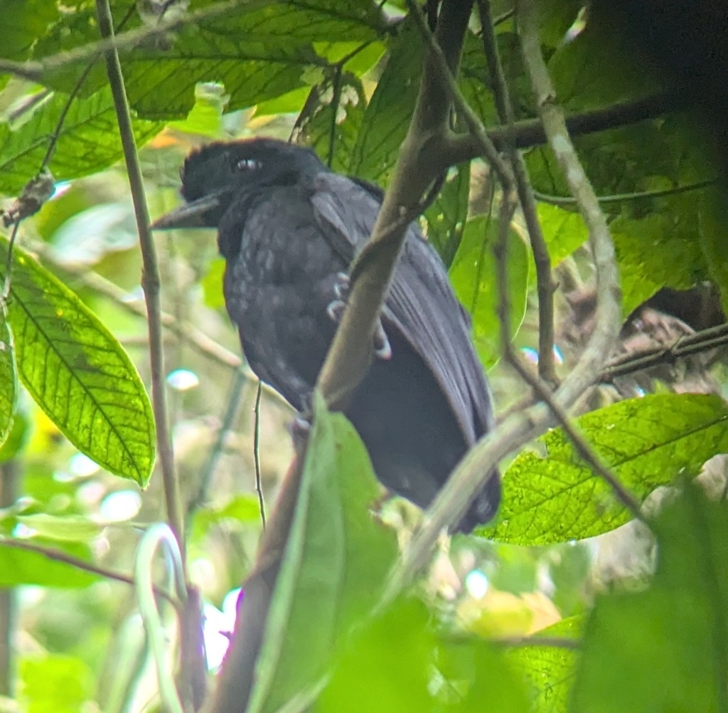 Long-wattled Umbrellabird in December 2024 by Leighton Reid · iNaturalist