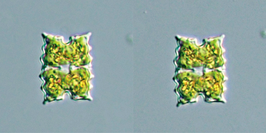 Euastrum coralloides from Brisbane QLD, Australia on December 15, 2024 ...