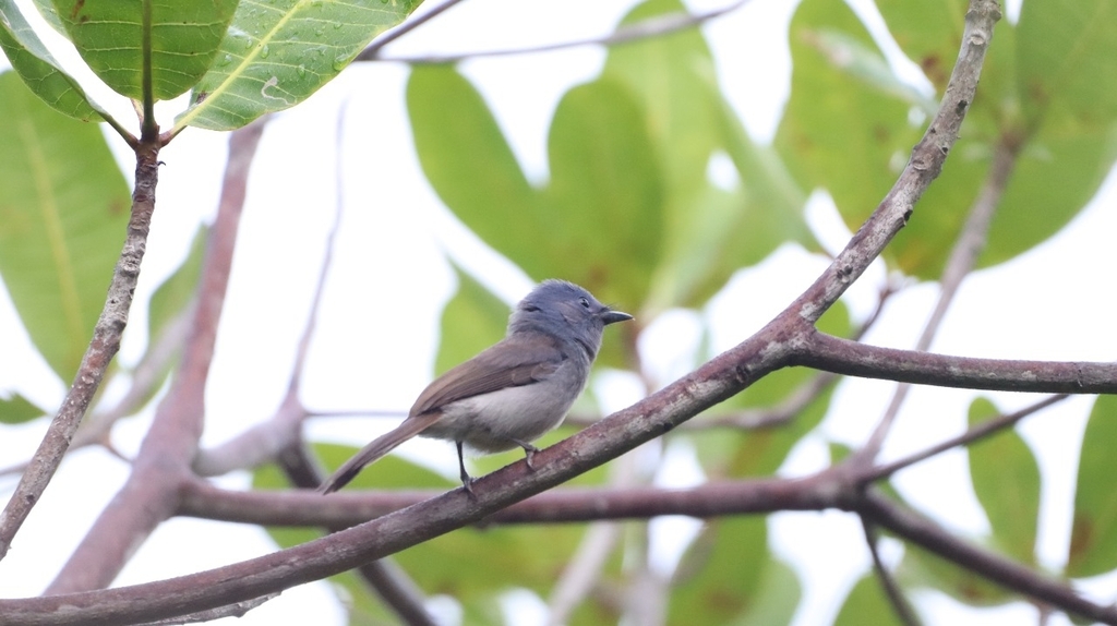 Pale-blue Monarch from Morombo, Lasolo, North Konawe Regency, South ...