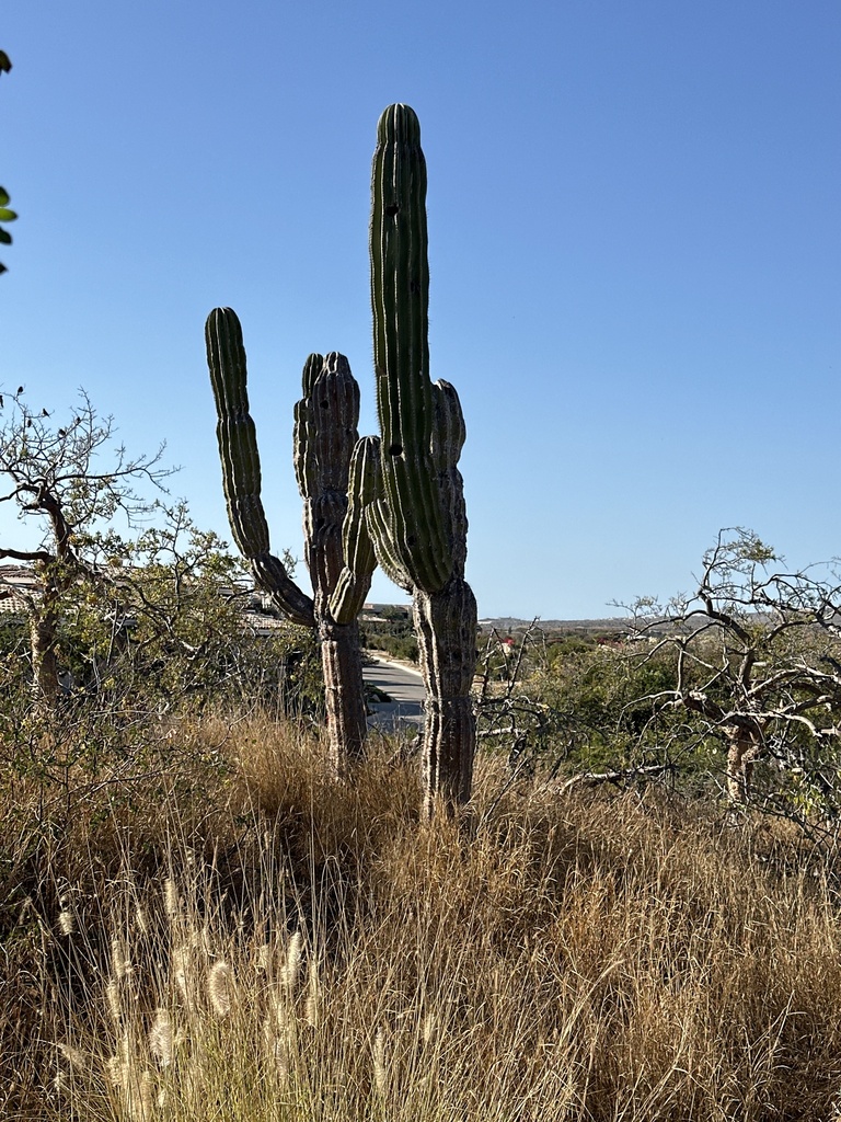 Mexican Giant Cactus from 008, Cabo San Lucas, B.C.S., MX on December ...