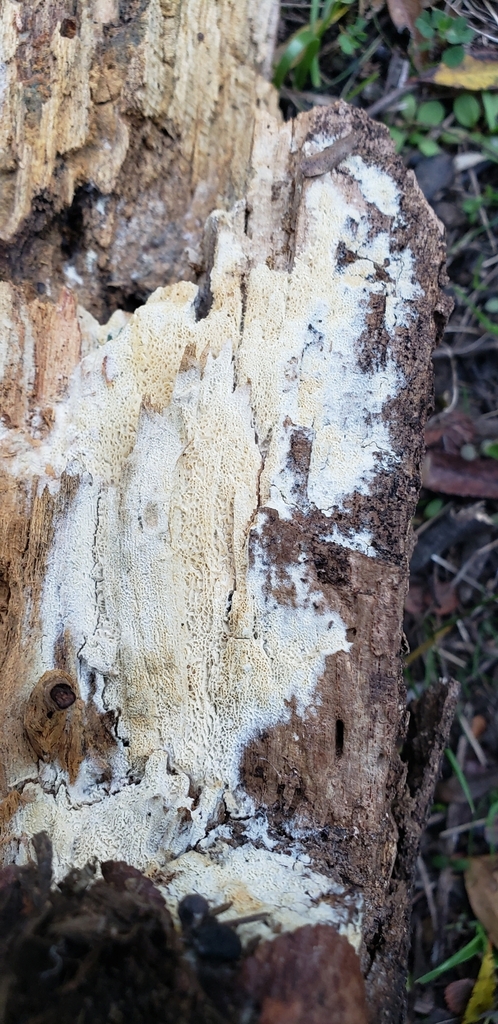 Trechispora from South Lakes Park, Denton, Denton County, Texas on ...