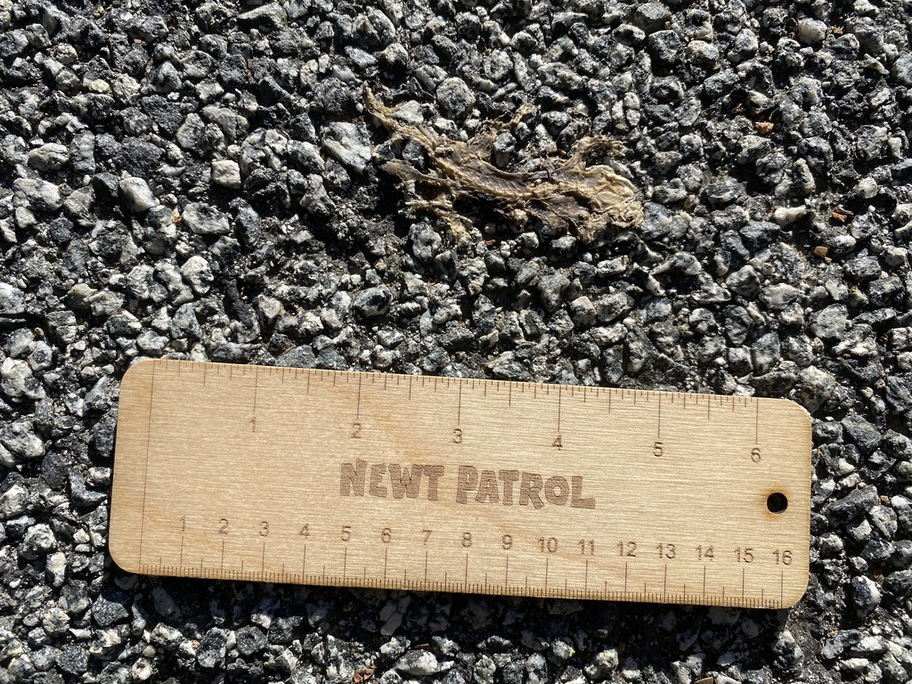 Pacific Newts from Santa Clara County, CA, USA on December 19, 2024 at ...