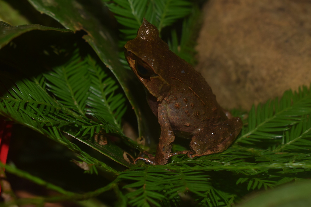 Mindanao Horned Frog from Caraga, Davao Oriental, Philippines on June ...