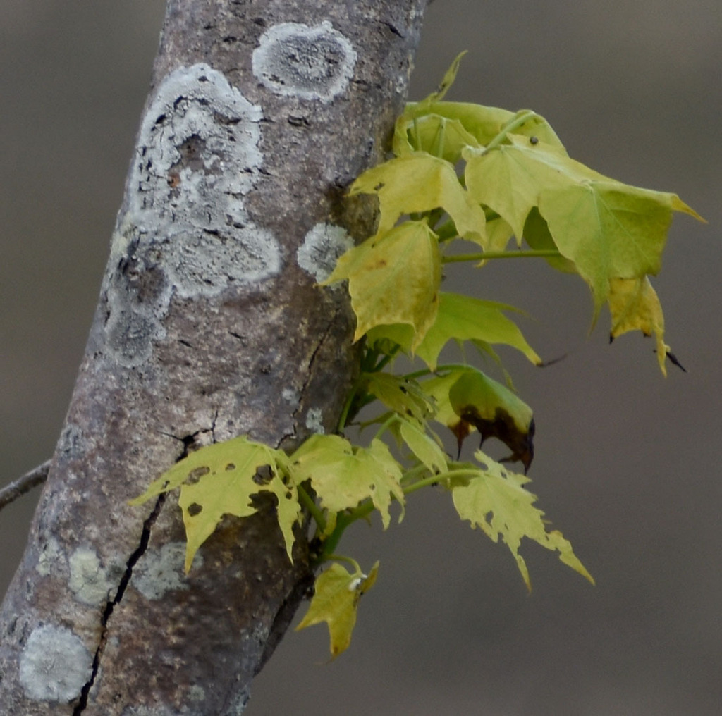 Propeller Tree (Gyrocarpus americanus) - Botanical Realm