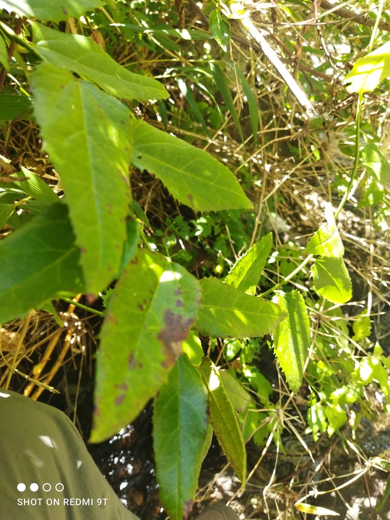 chilean coral vine from Ñuble, CL-BI, CL on December 19, 2024 at 12:43 ...