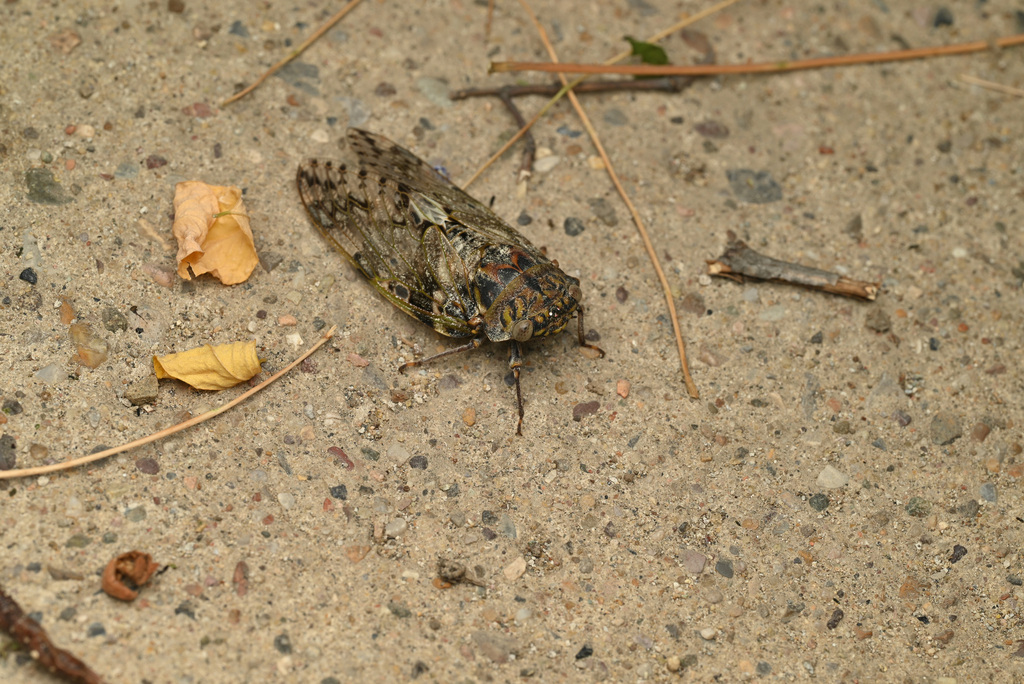 Kaempfer Cicada from 中国北京市海淀区鹫峰 邮政编码: 100095 on June 20, 2024 at 08:59 ...