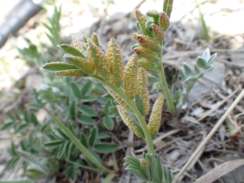 Pucciniaceae from Kananaskis, AB T0L, Canada on June 24, 2024 at 12:52 ...
