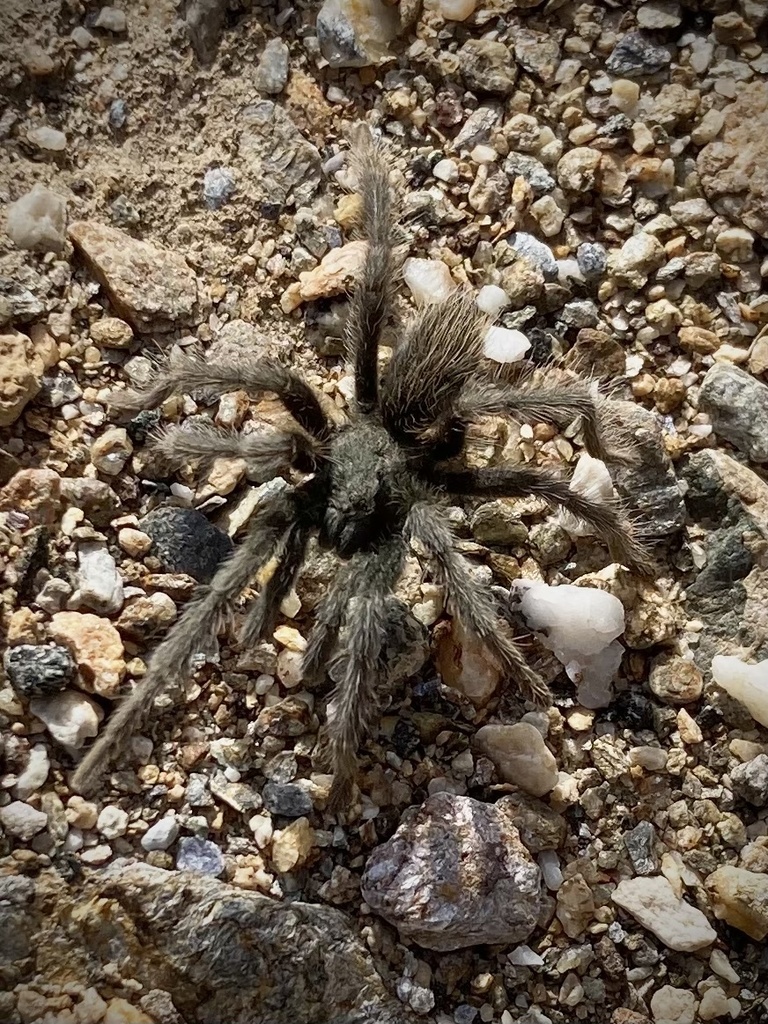 Atomic Tarantula from Death Valley National Park, Inyo County, US-CA ...