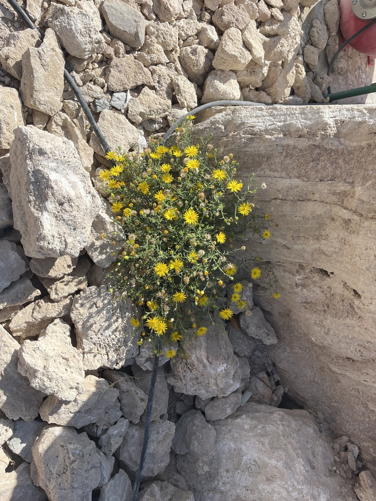 Spiny Goldenweed from Cuatro Ciénegas, MX-CA, MX on December 18, 2024 ...