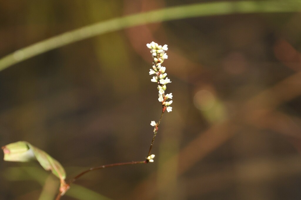 swamp smartweed from Miami-Dade County, FL, USA on November 1, 2024 at ...
