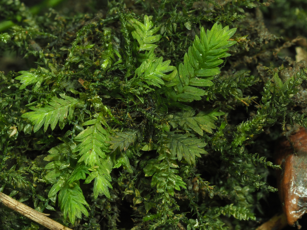 Common Pocket-moss from Fairfield, Ohio, United States on July 20, 2019 ...