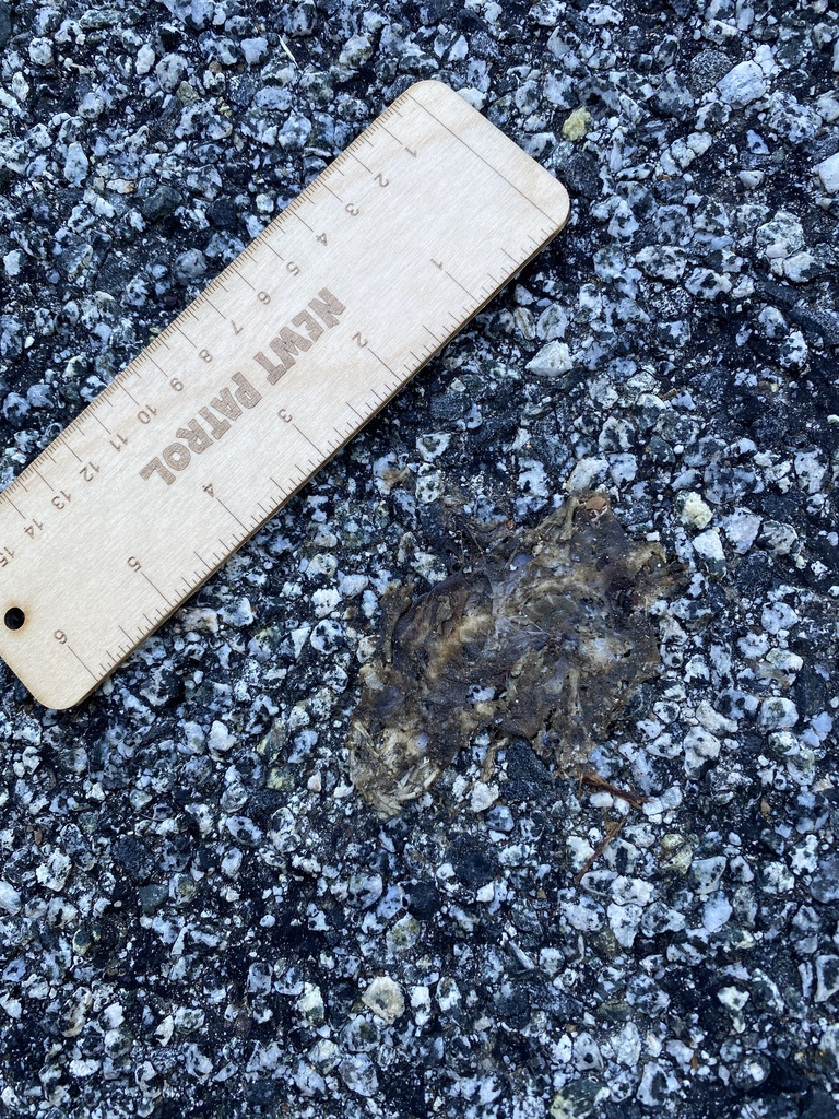 Pacific Newts from Santa Clara County, CA, USA on December 19, 2024 at ...