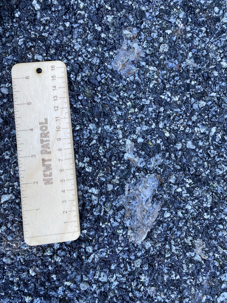 Pacific Newts from Santa Clara County, CA, USA on December 19, 2024 at ...