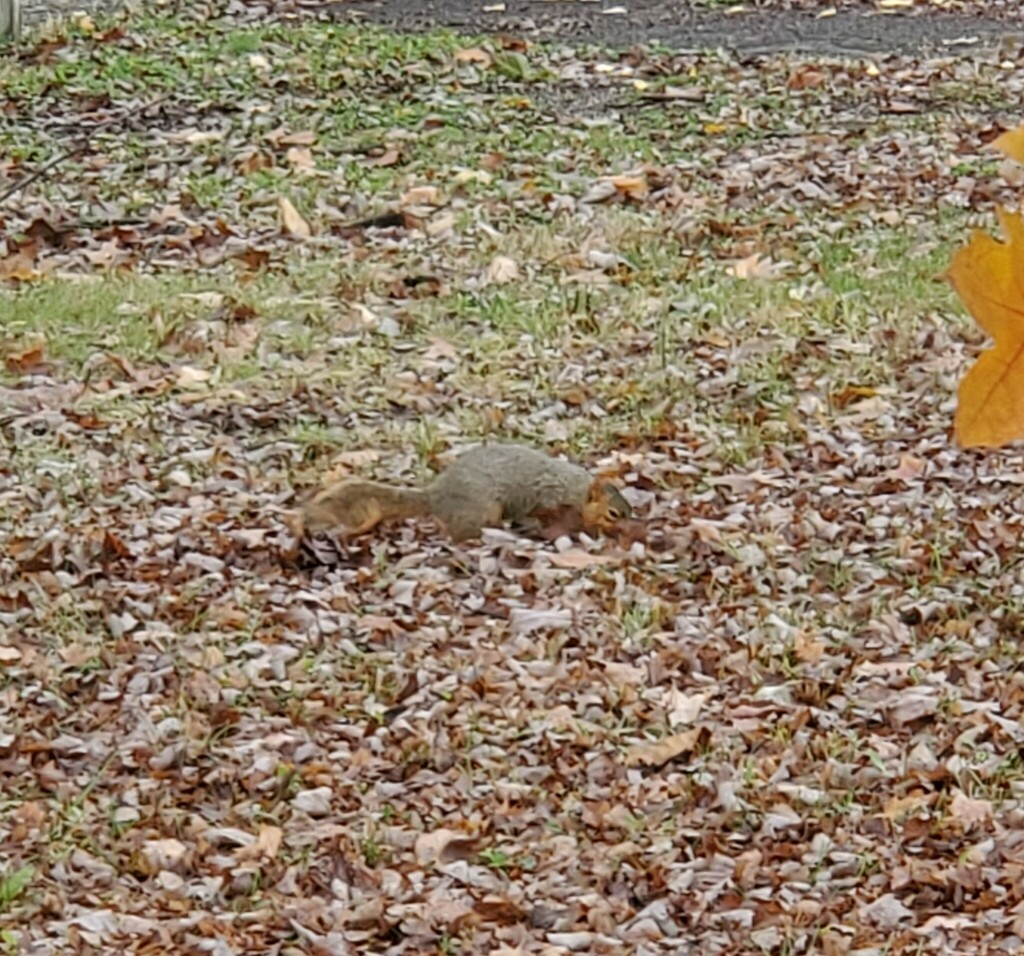Eastern Fox Squirrel from Marion, Indiana, United States on November 28 ...